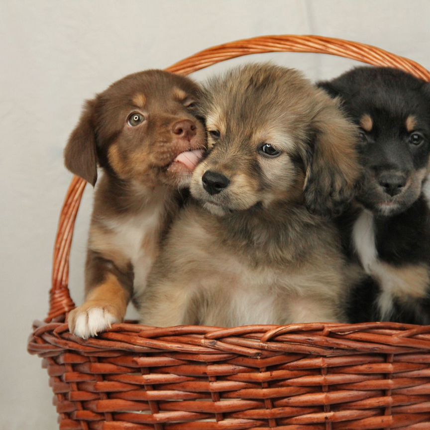 Щенки метиса в добрые руки