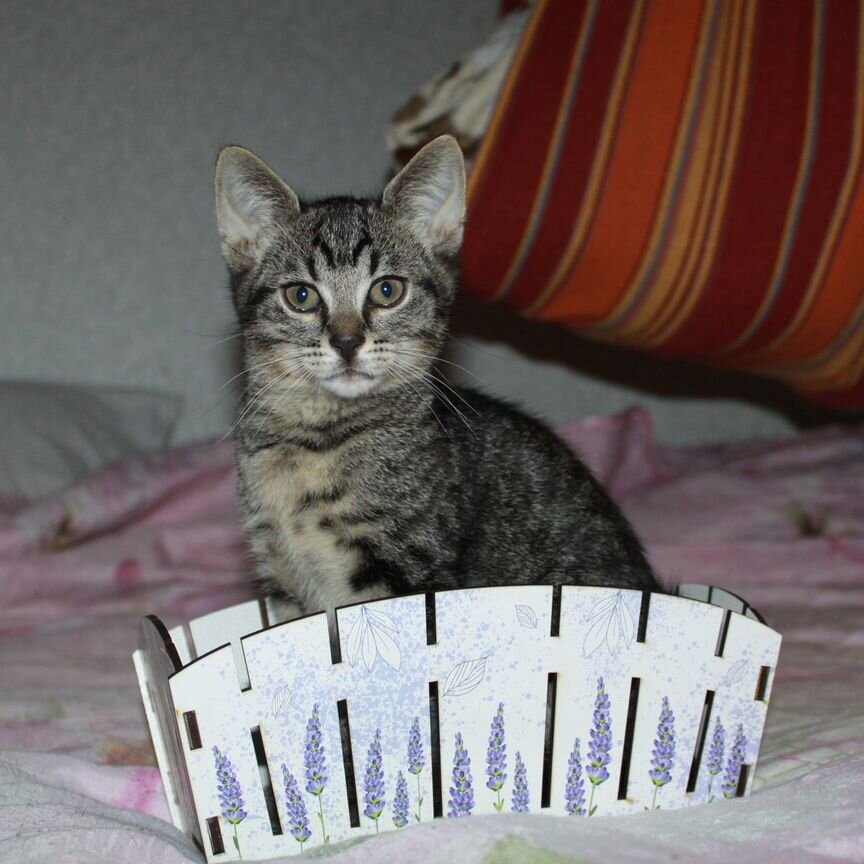 Котёнок мальчик окрас Таби, полосатый
