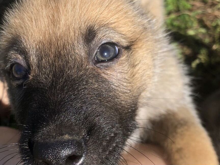 Щенки в добрые руки