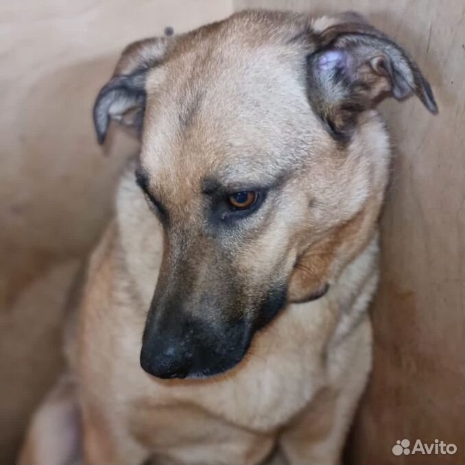 Молодой песик грустит в приюте