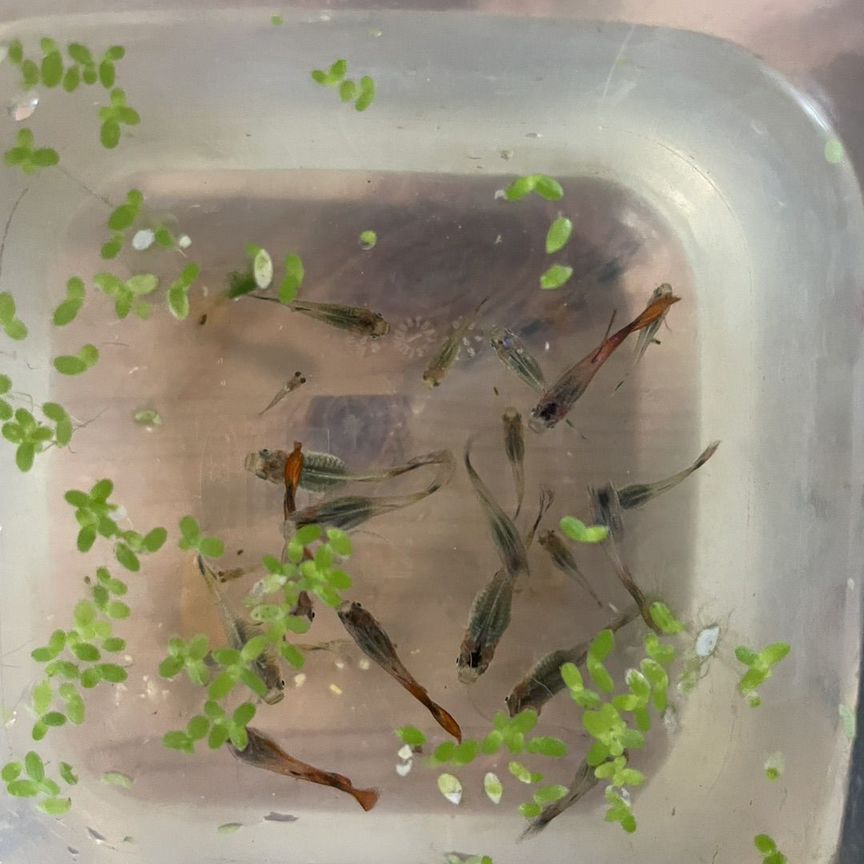 Рыбки гуппи 20шт