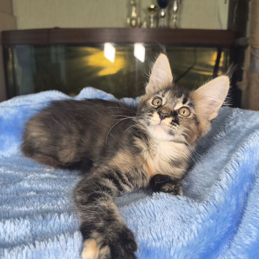 Мейн-кун девочка