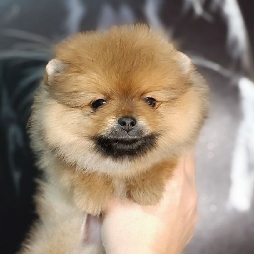 Померанский шпиц