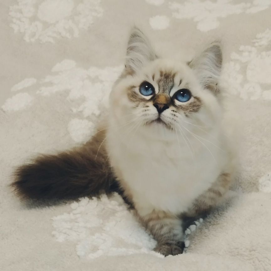 Невский маскарадный котёнок мальчик с документами