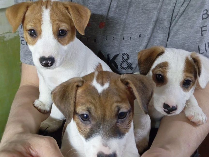 Щенки джек Рассел терьер гладкошерстный