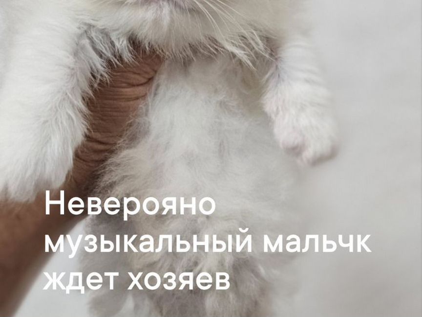 Персидская