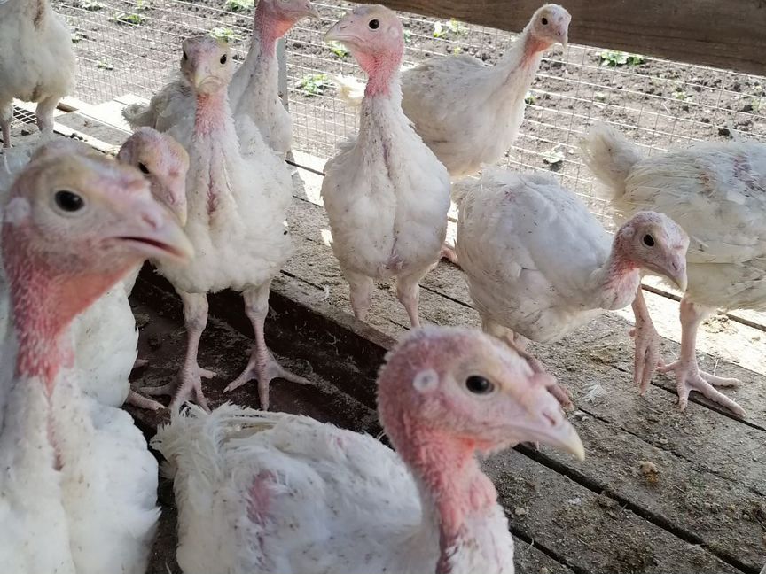 Индюки индюшата