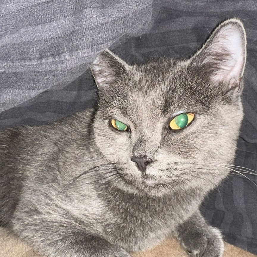 Отдам в хорошие руки кошку