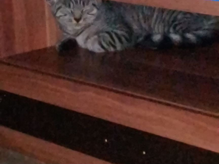 Кошки в добрые руки породистые в добрые руки дором