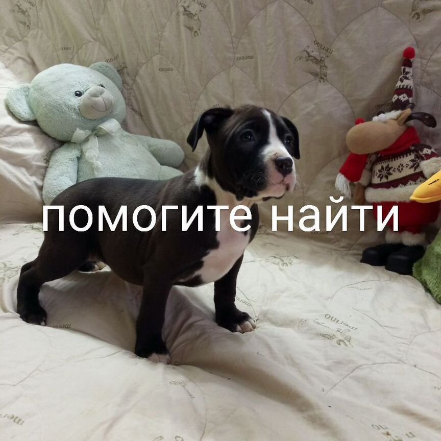 Американский стаффордширский терьер, щенок