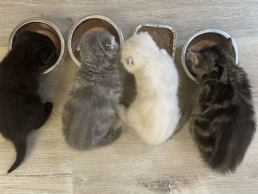 Шотландские вислоухие и прямоухие котята