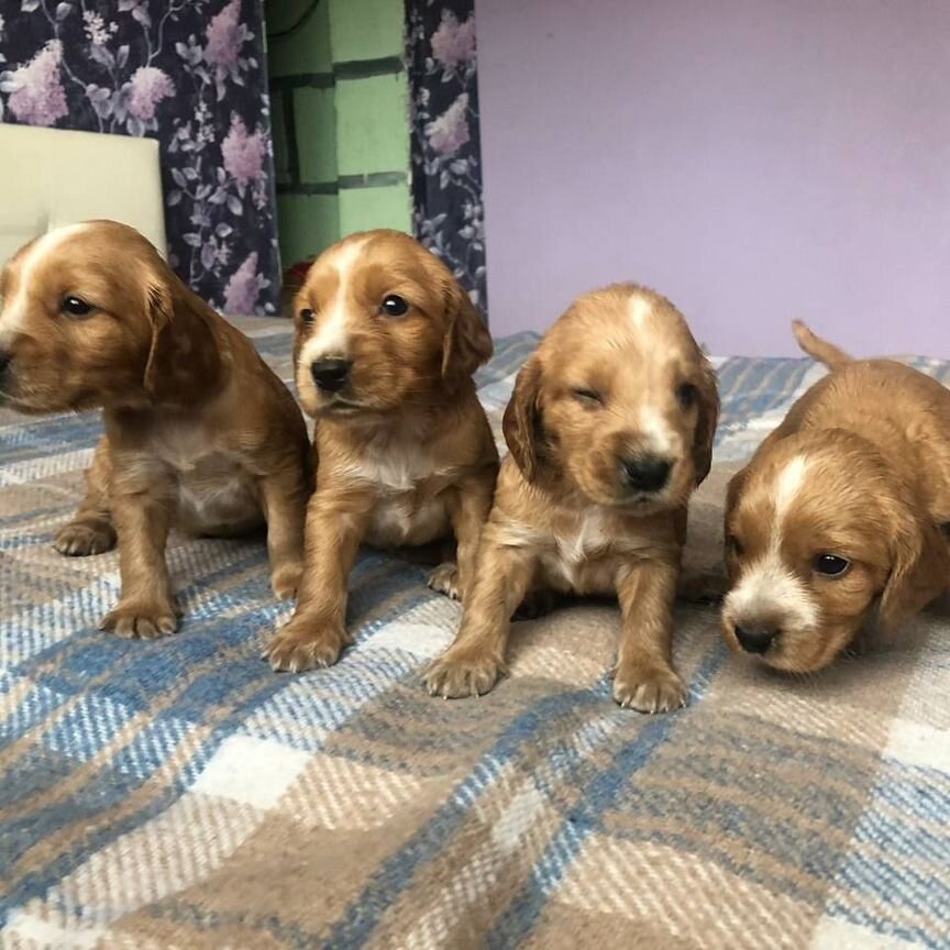 Малыши кокер спаниеля