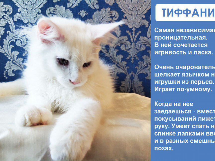 Мейн-кун. Клубный договор, полный пакет документов