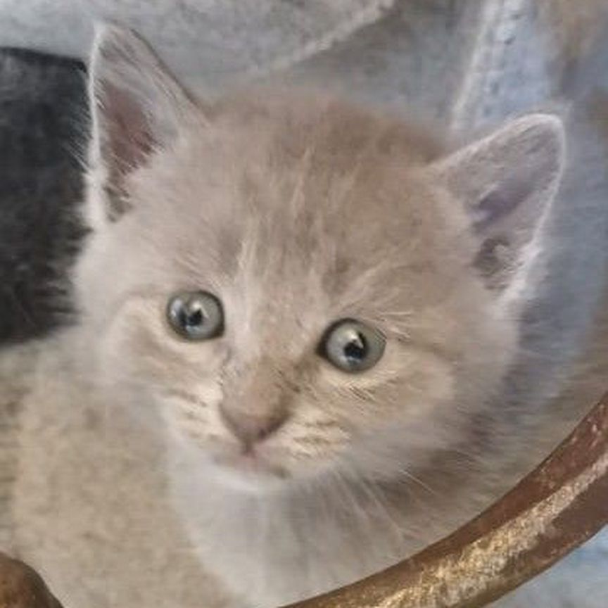 Малышка, 1,5 мес., в добрые руки