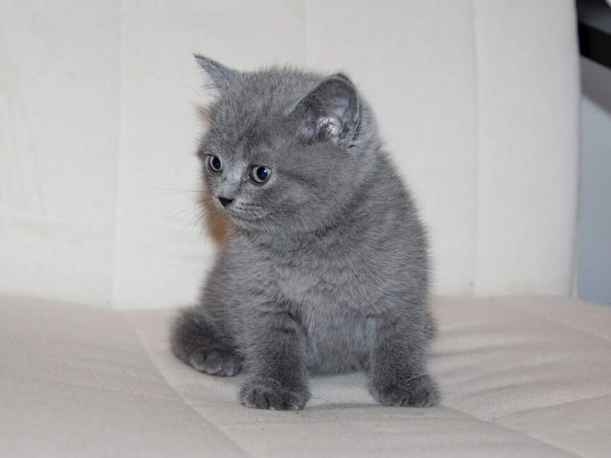 Котята бесплатно