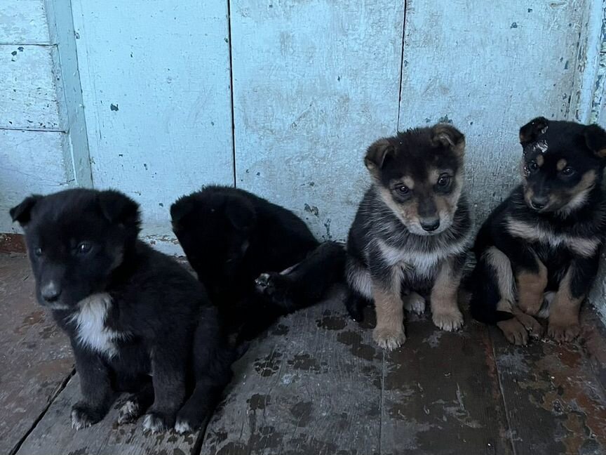 Помесь дворняги и метисом (хаски и овчарки)