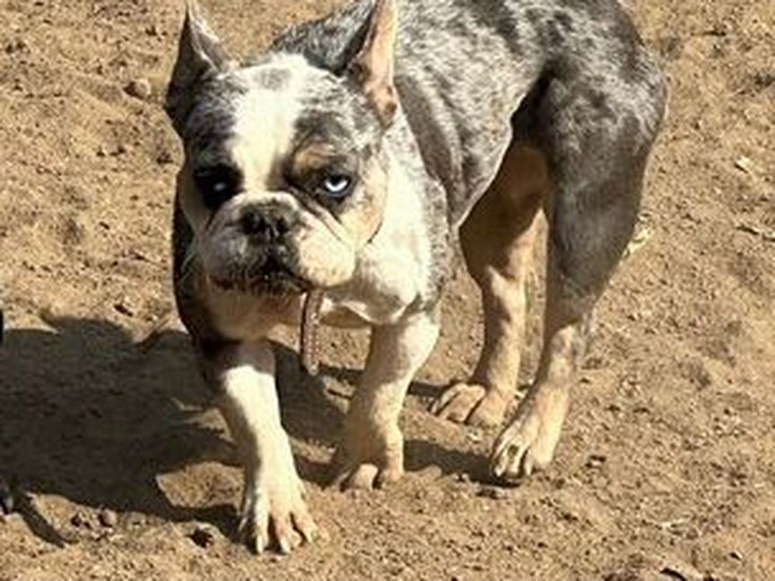 Мраморная девочка француз