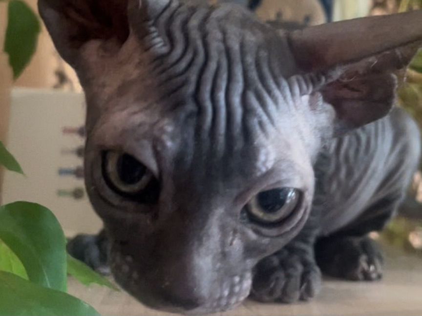Донской сфинкс котята