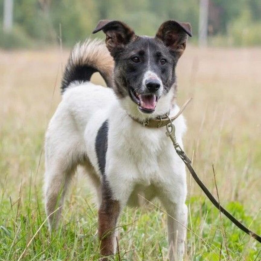 Потрясающий Генри ждёт вас в Лесном приюте