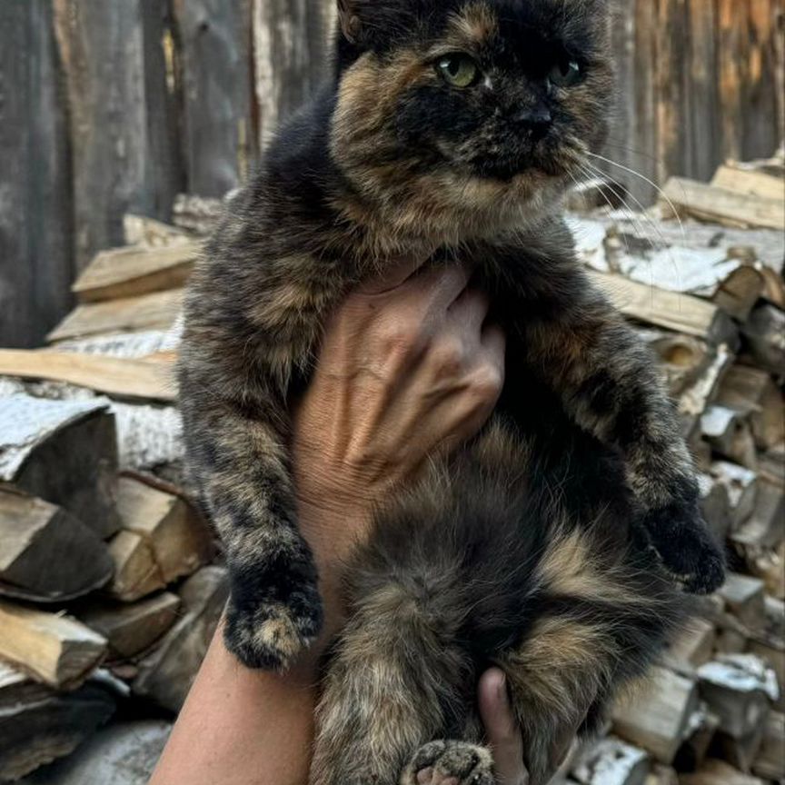 Кошечка Ёжа в добрые руки