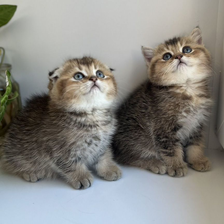 Шотландские котята золотая шиншилла