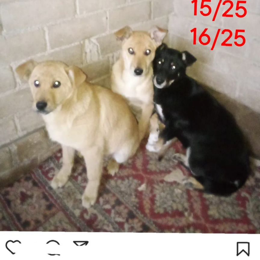 В добрые руки подростки