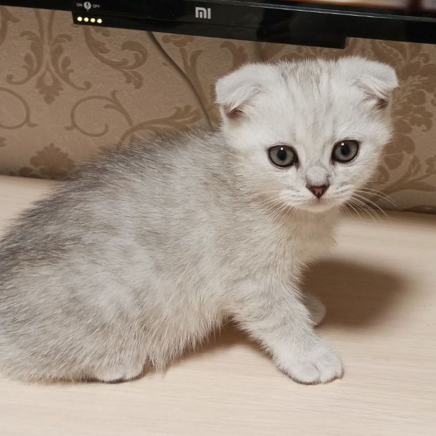 Шотландская вислоухая кошка