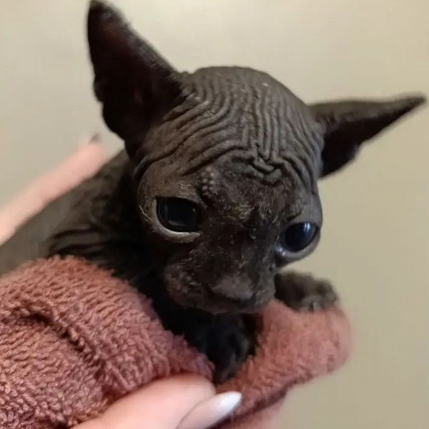 Канадский сфинкс котёнок