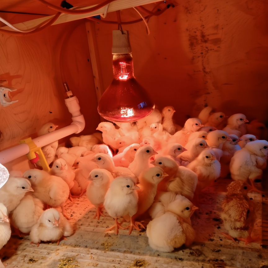 Цыплята бройлеры кобб 500. 2 двух суточные