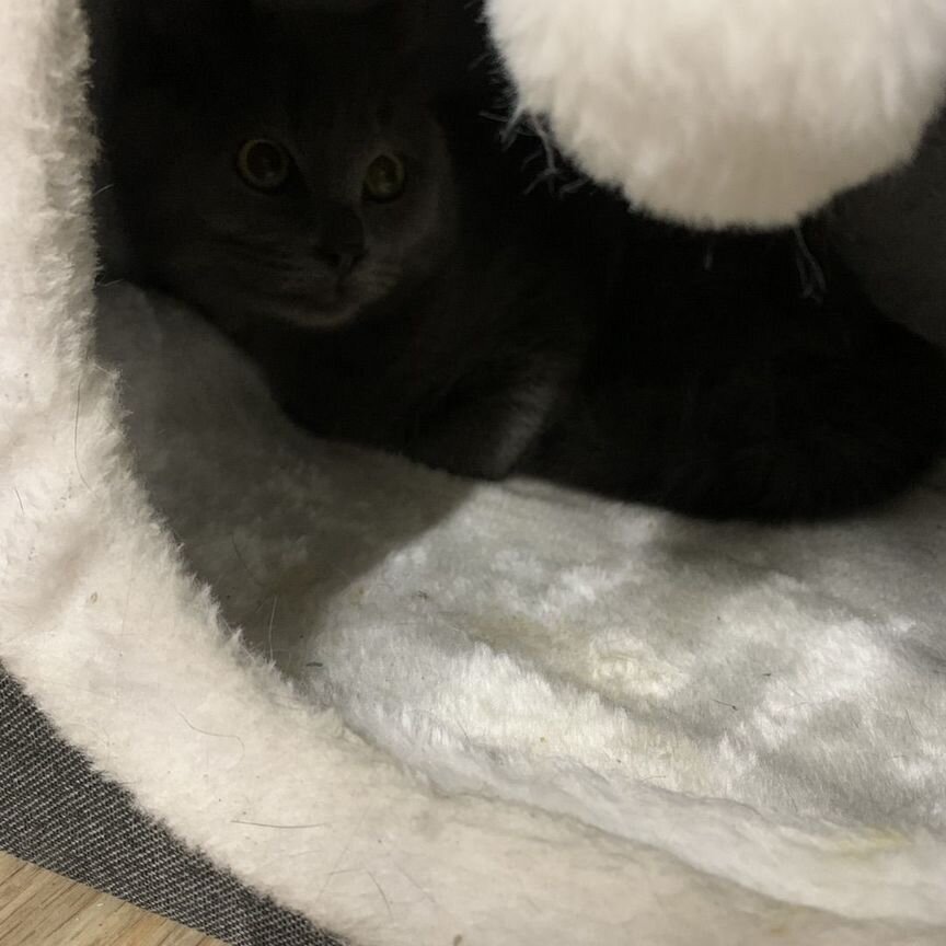 Британский кот