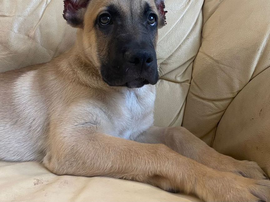 Собаки щенки