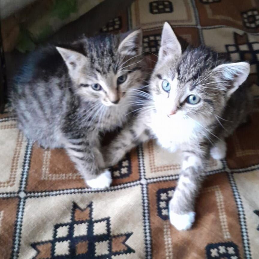 Котики в добрые руки