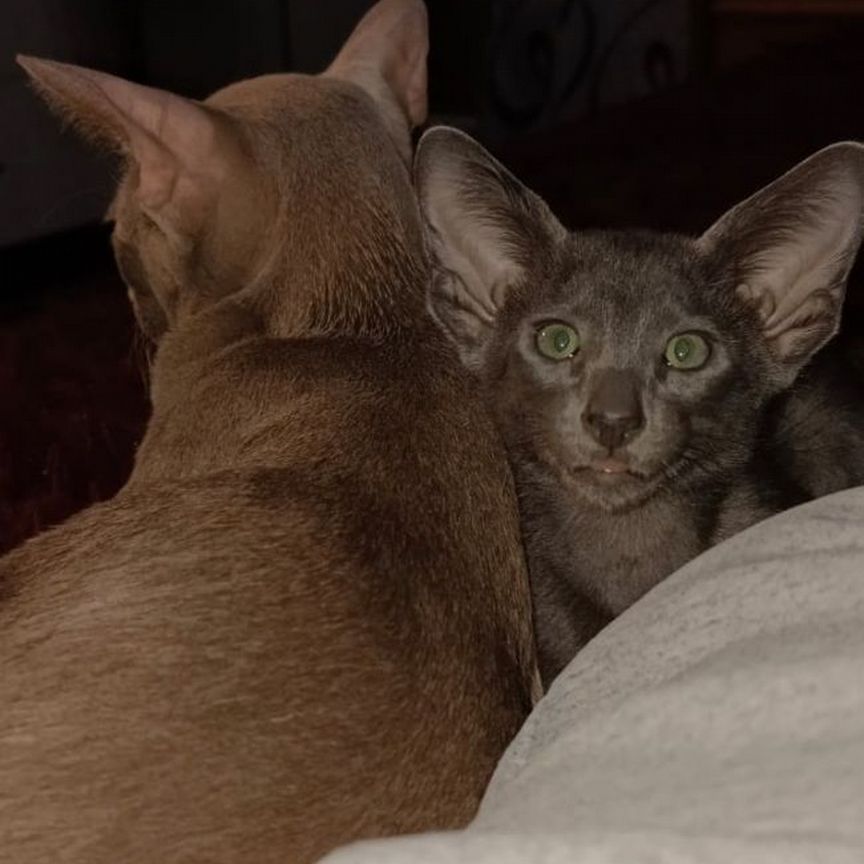Котик ориентальный 2 месяца