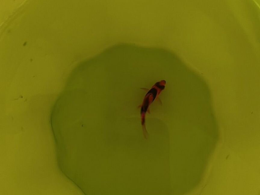 Барбус отдам бесплатно