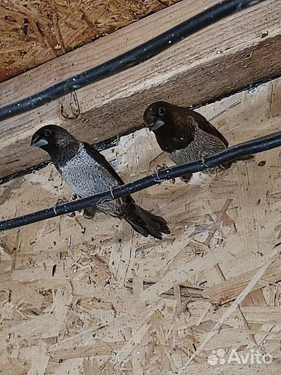 Японские амадины