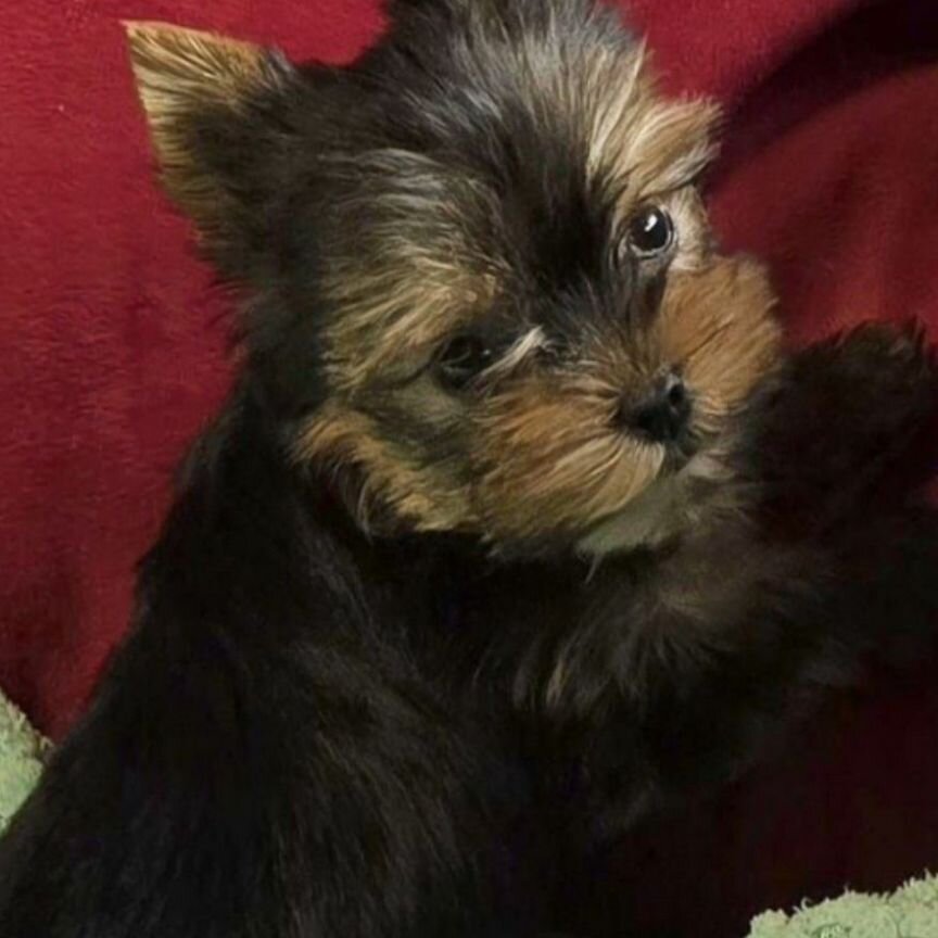 Йоркширский терьер мини