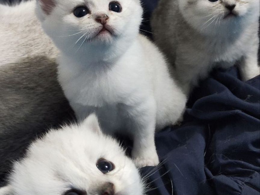 Котята Шотландской породы