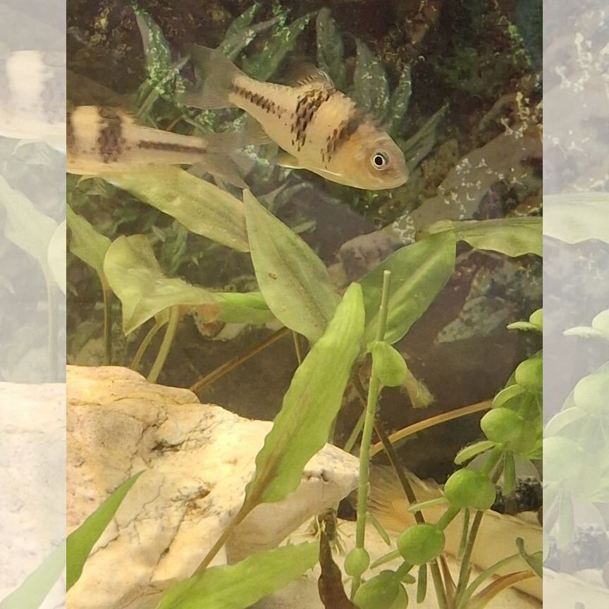 Крестовые барбусы