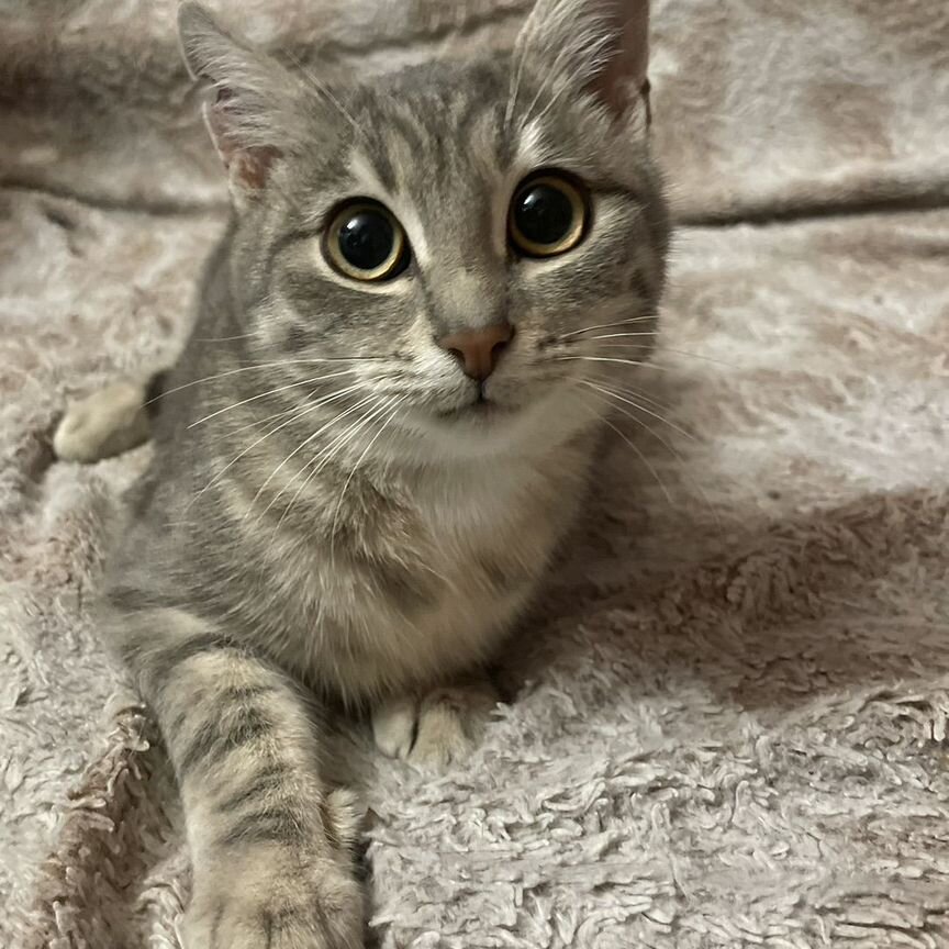 Котенок