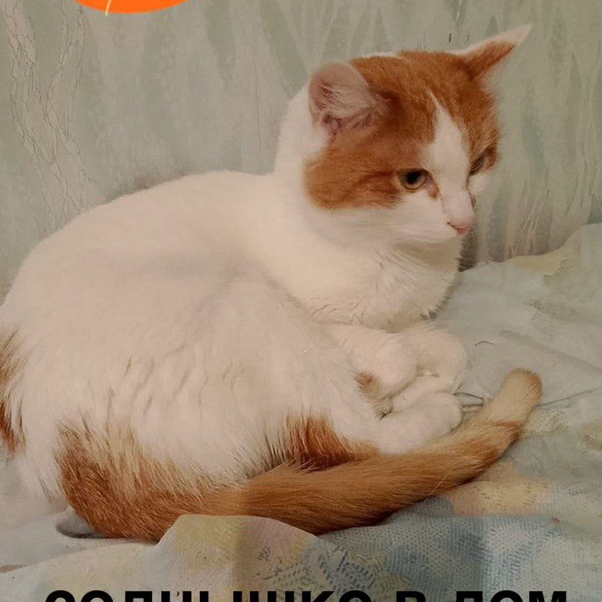 Кошечка солнышко. В любящие руки