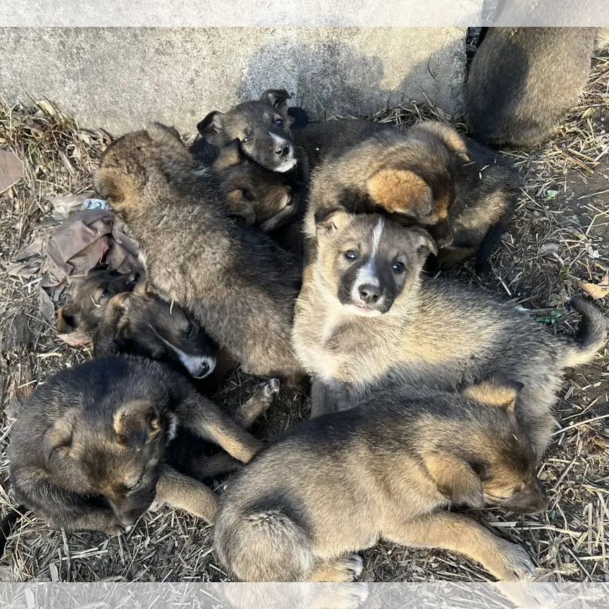 Щенок в добрые руки