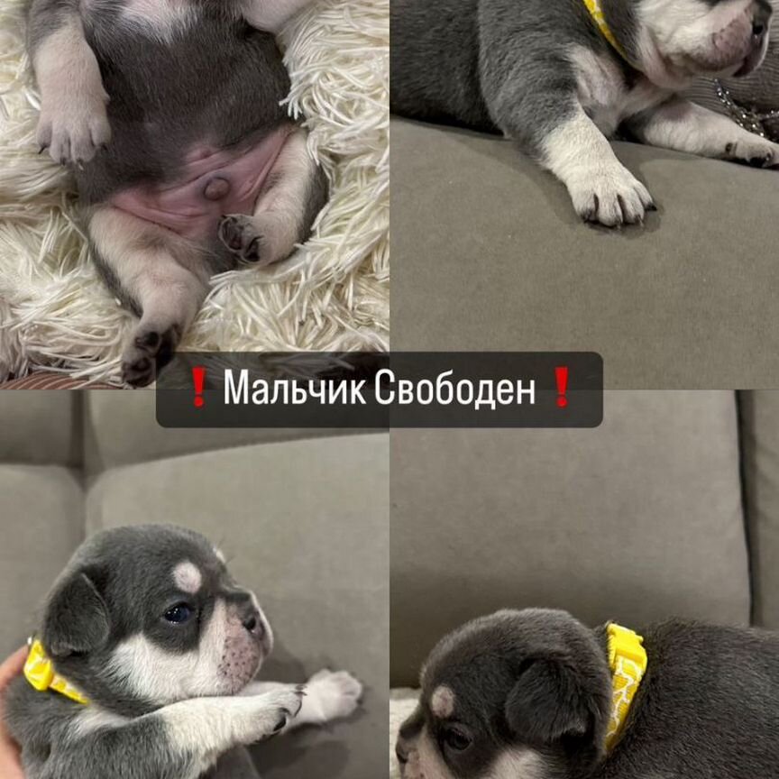 Фоанцузкий бульдог щенки лиловый подпал