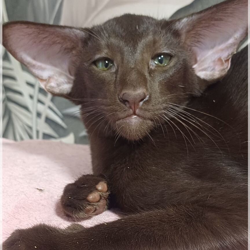 Ориентальный котёнок