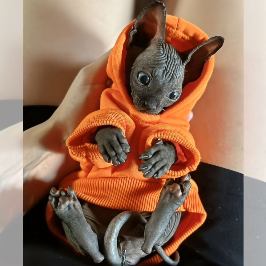 Канадский сфинкс котёнок