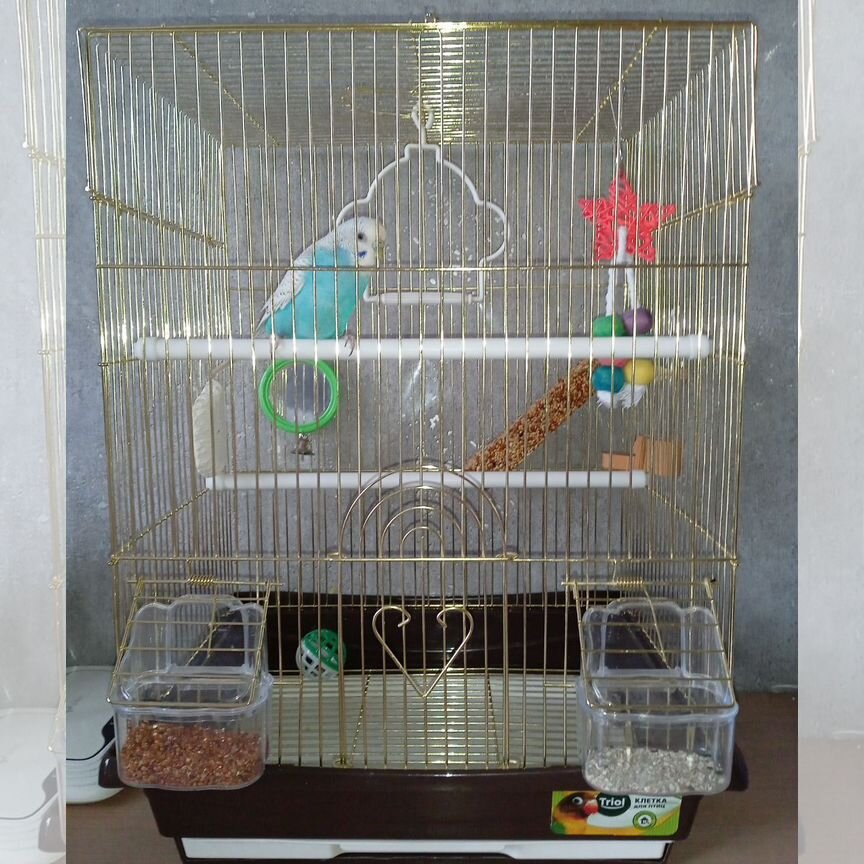 Попугай волнистый с клеткой