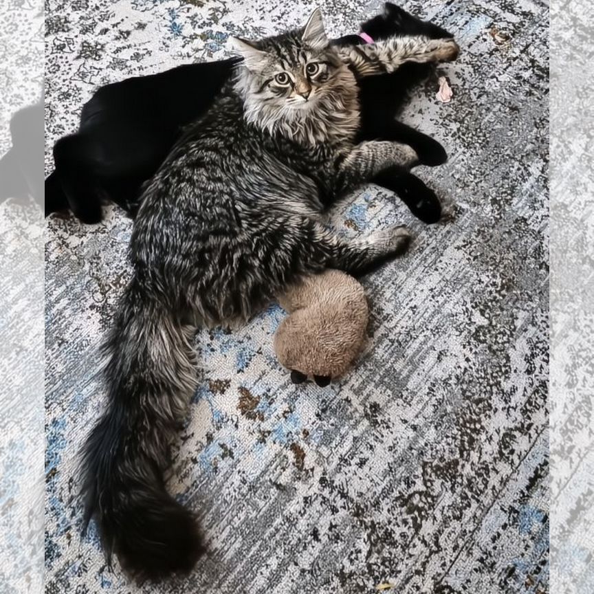 Сибирский котёнок