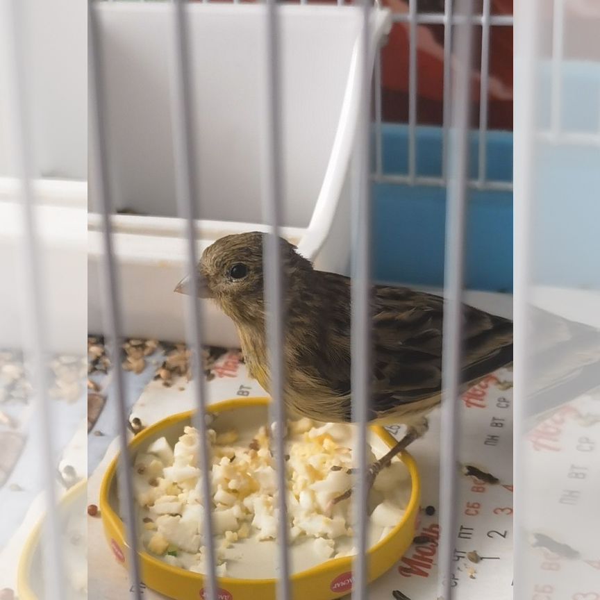 Канареечка совсем молоденькая 4 месяца