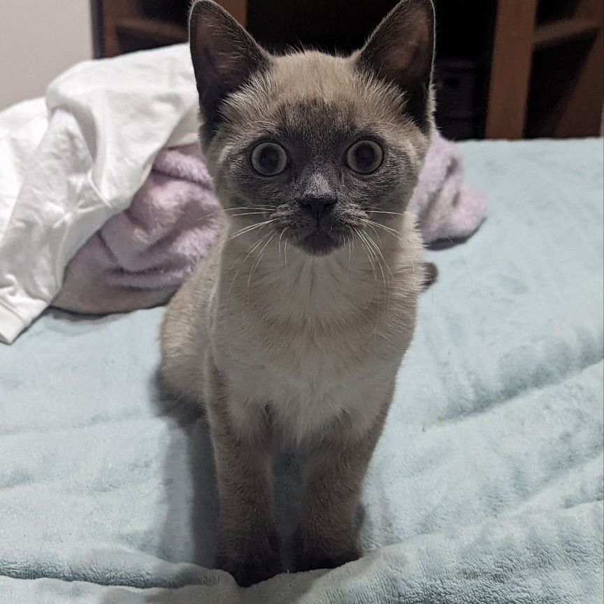 Тайская кошка котенок