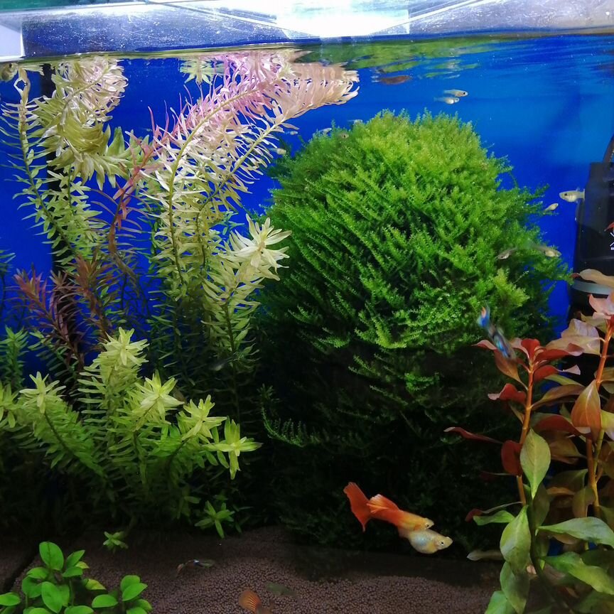 Мох аквариумное растение