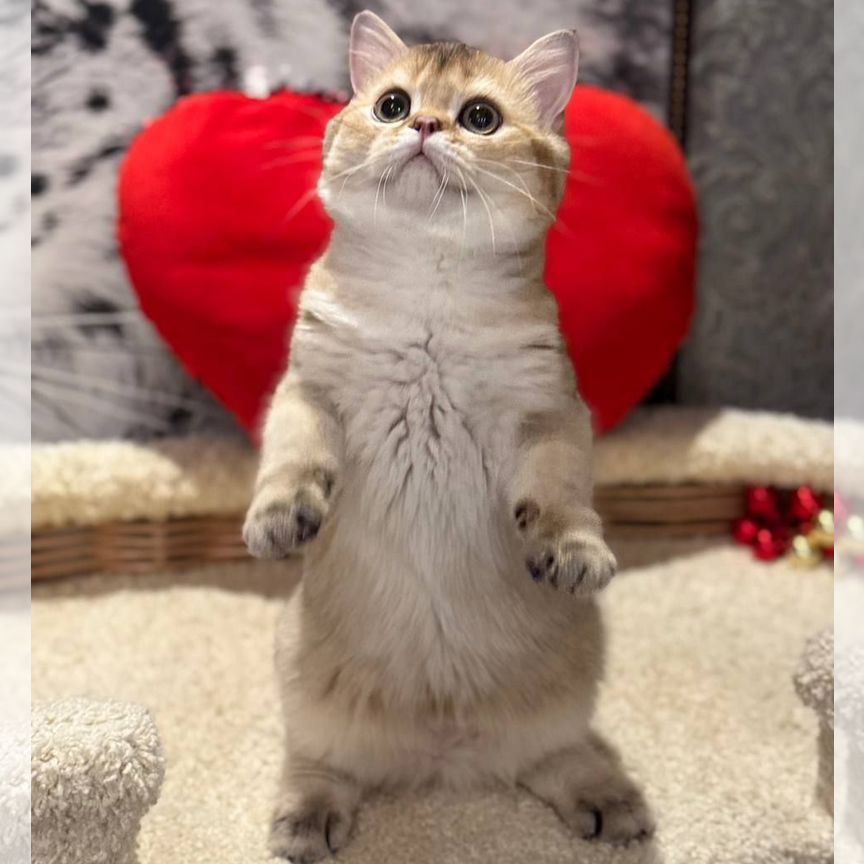 Британский короткошёрстный котёнок